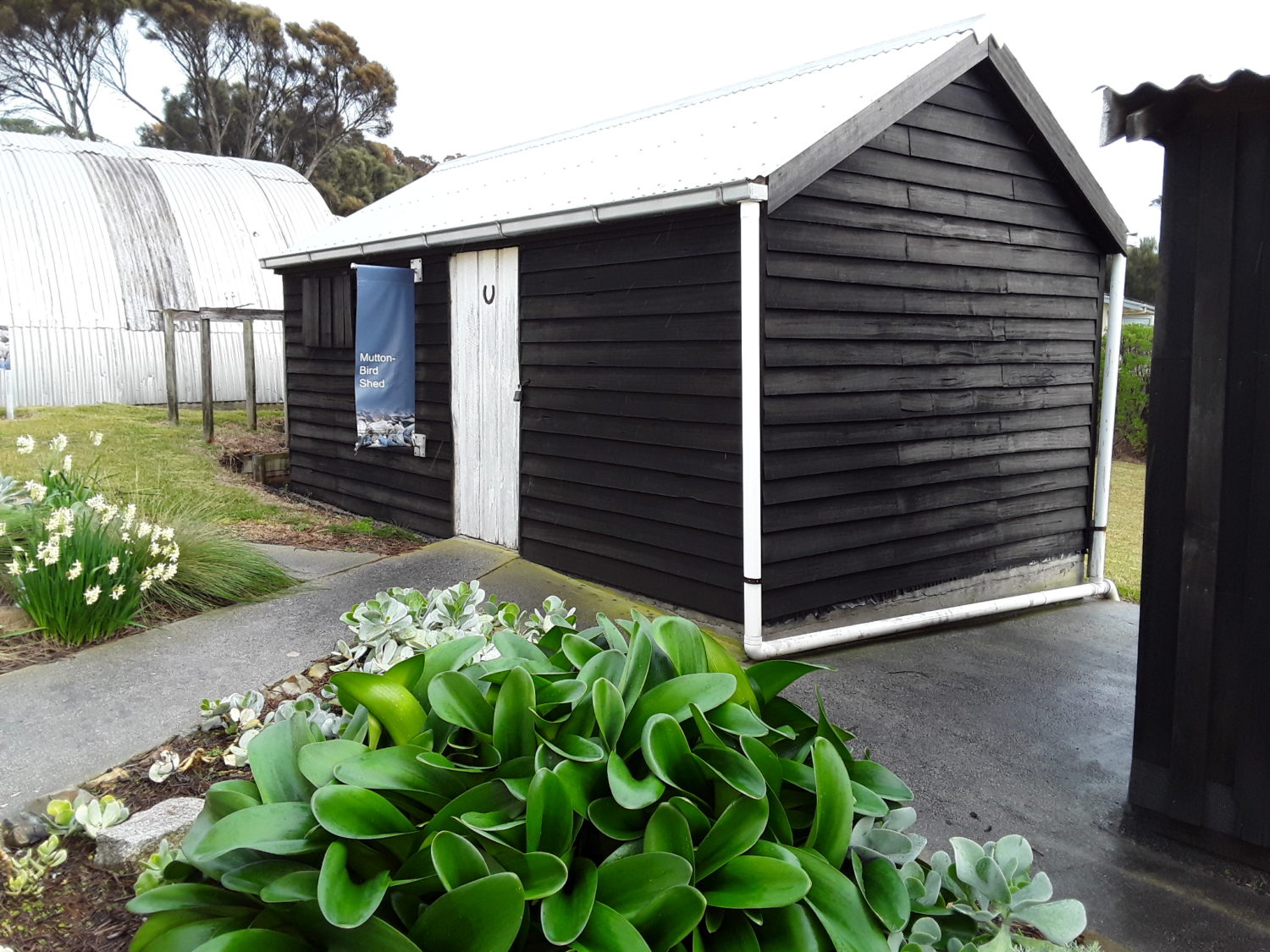Mutton-bird Processing Shed (1920s) – Furneaux Museum